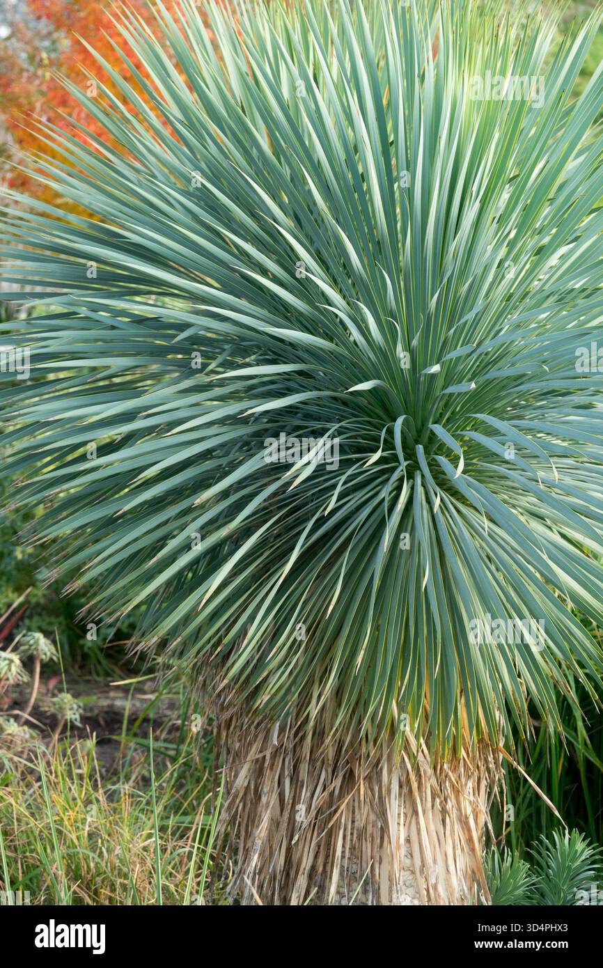 Soyate hi-res stock photography and images - Alamy