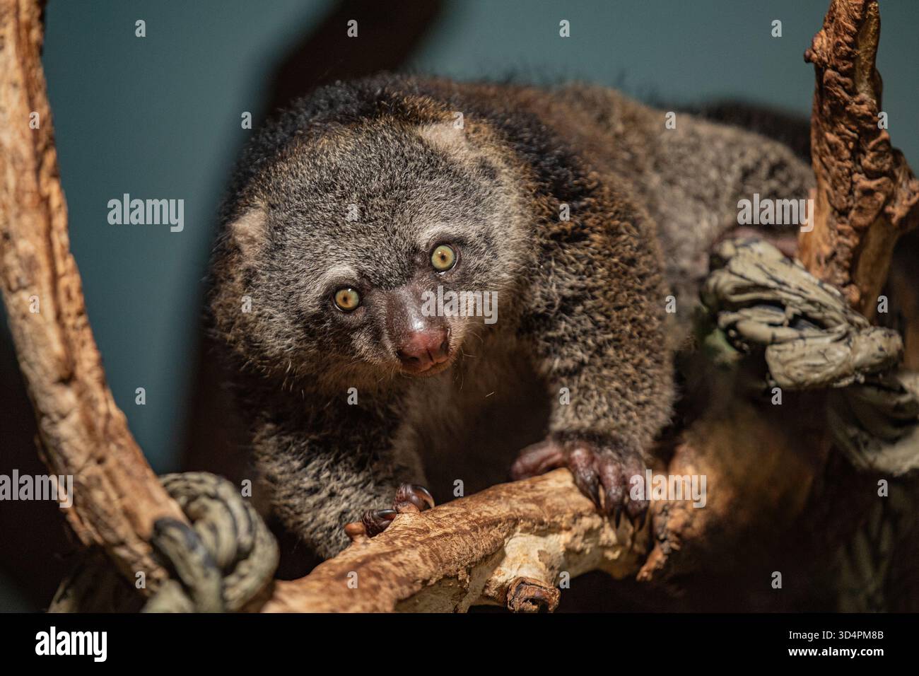 Bear cuscus, Phalanger Maculatus with baby on her back. cute little ...