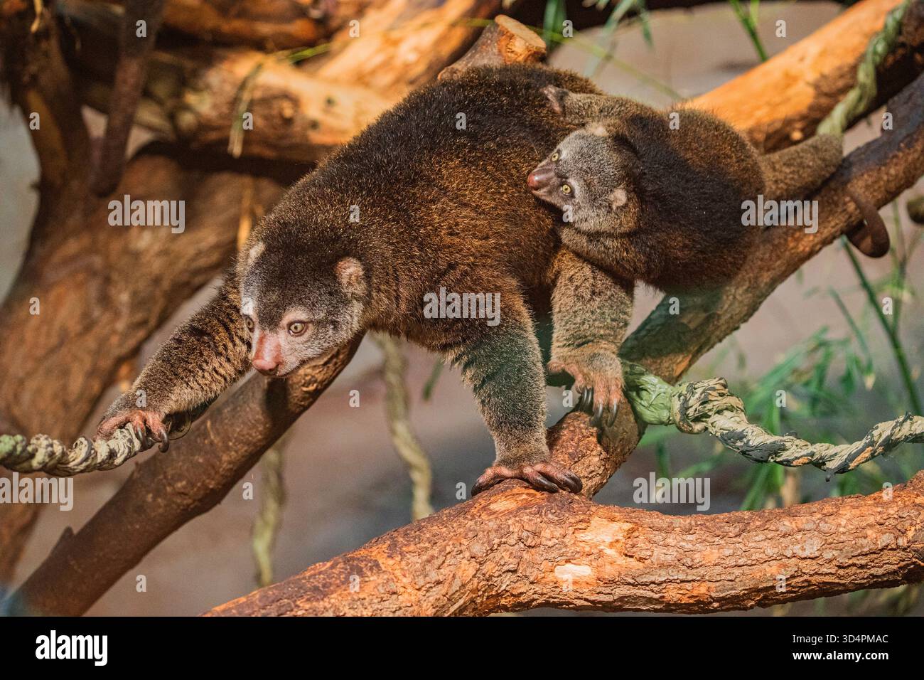 Bear cuscus, Phalanger Maculatus with baby on her back. cute little ...
