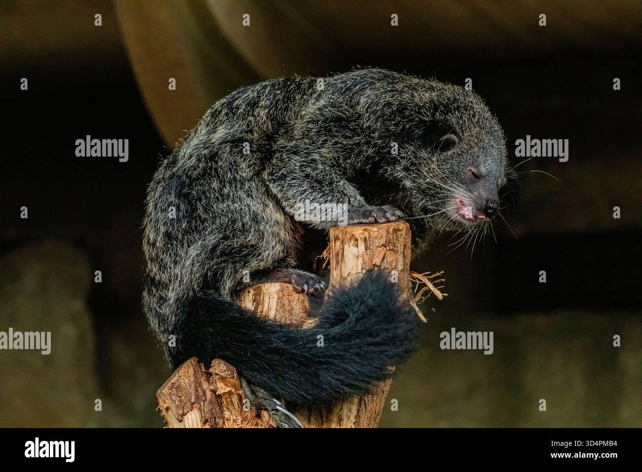 binturong Arctictis binturong , bearcat. a large black furry animal ...