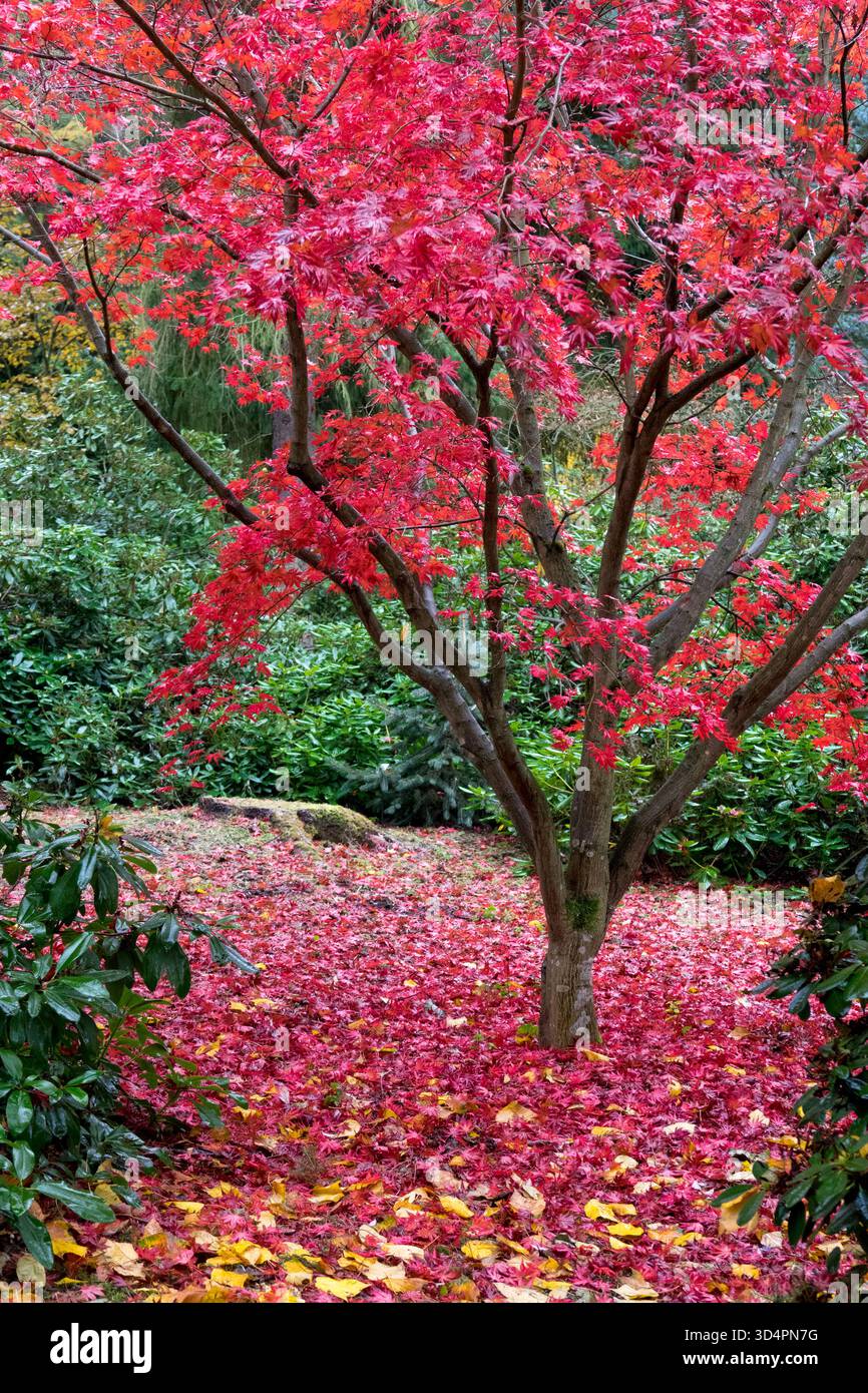 Japanese garden maple trees hi-res stock photography and images - Alamy