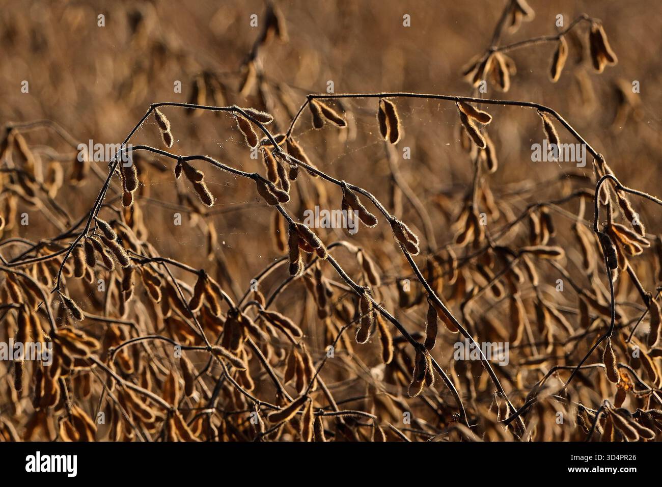 Soybeans stand ready to be harvested Wednesday, Nov. 5, 2025, on a farm ...