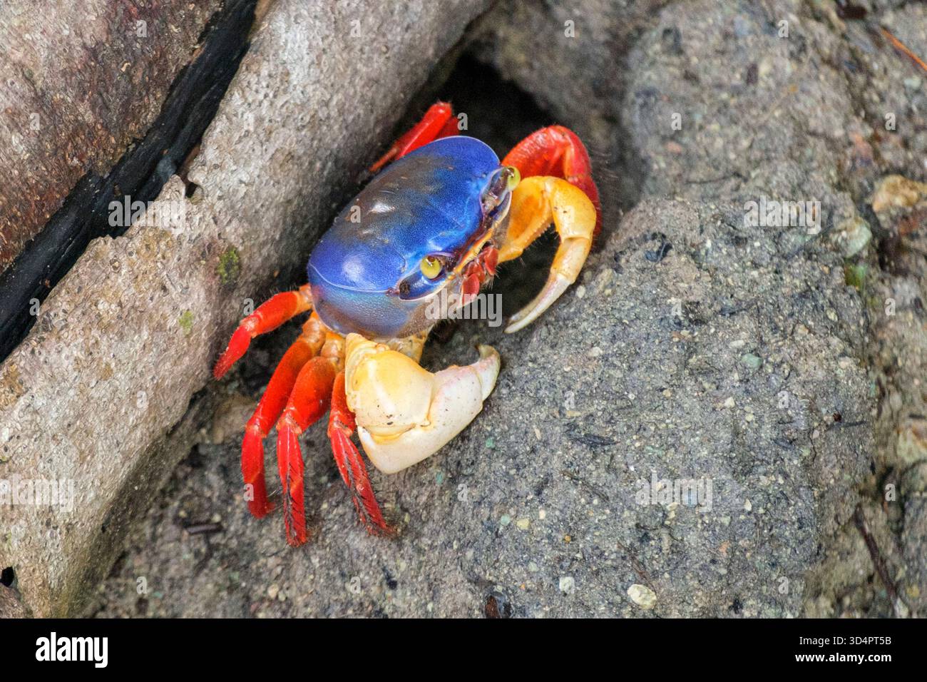 Land crab with blue head and red legs in Manuel Antonio National Park ...