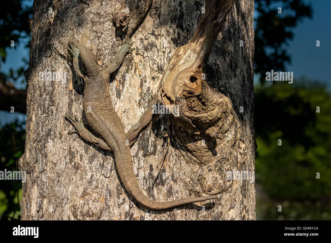Arabic word waran means to warn hi-res stock photography and images - Alamy