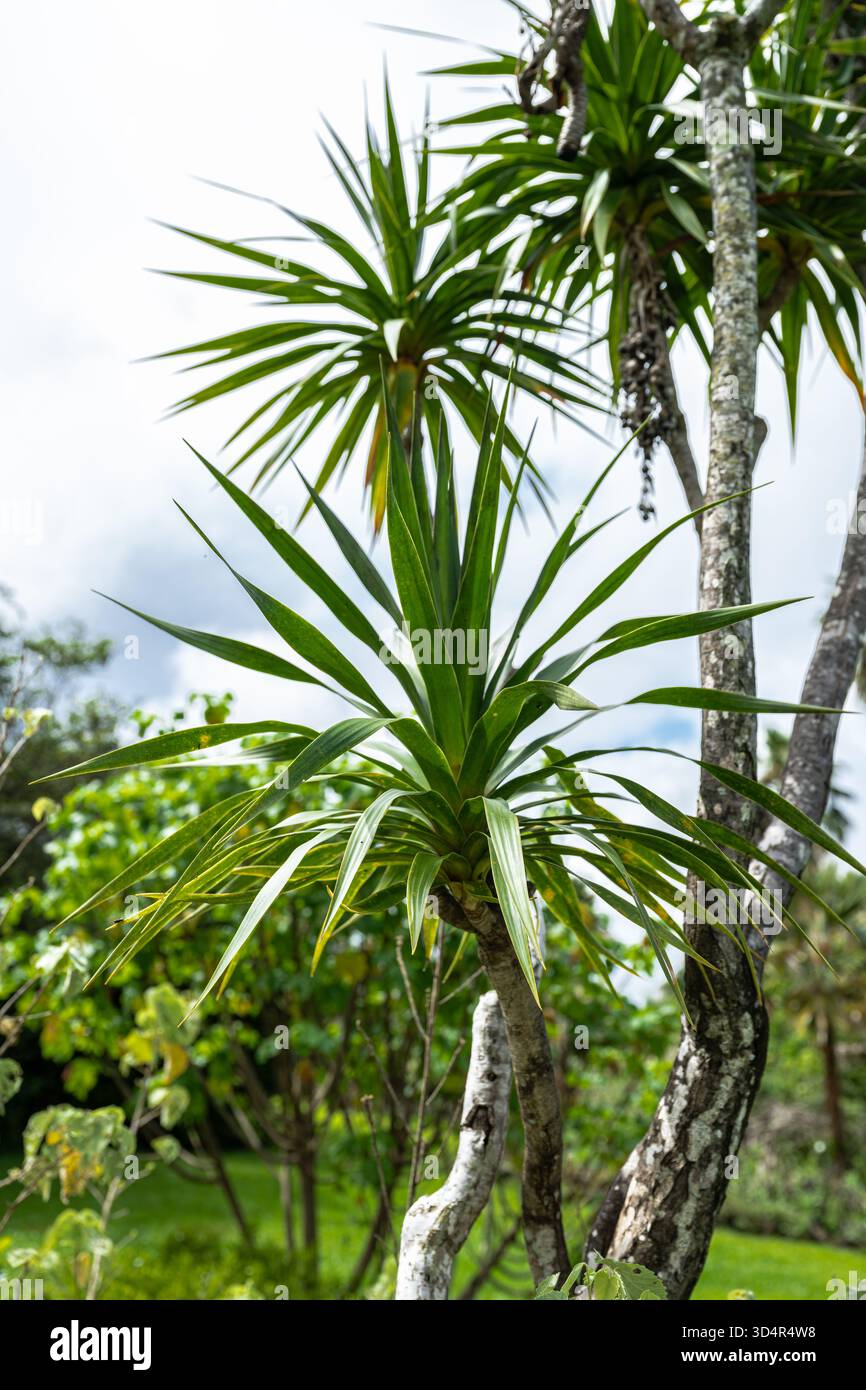 Hala Pepe (Pleomele hawaiiensis) Plant on Big Island, HI Stock Photo ...