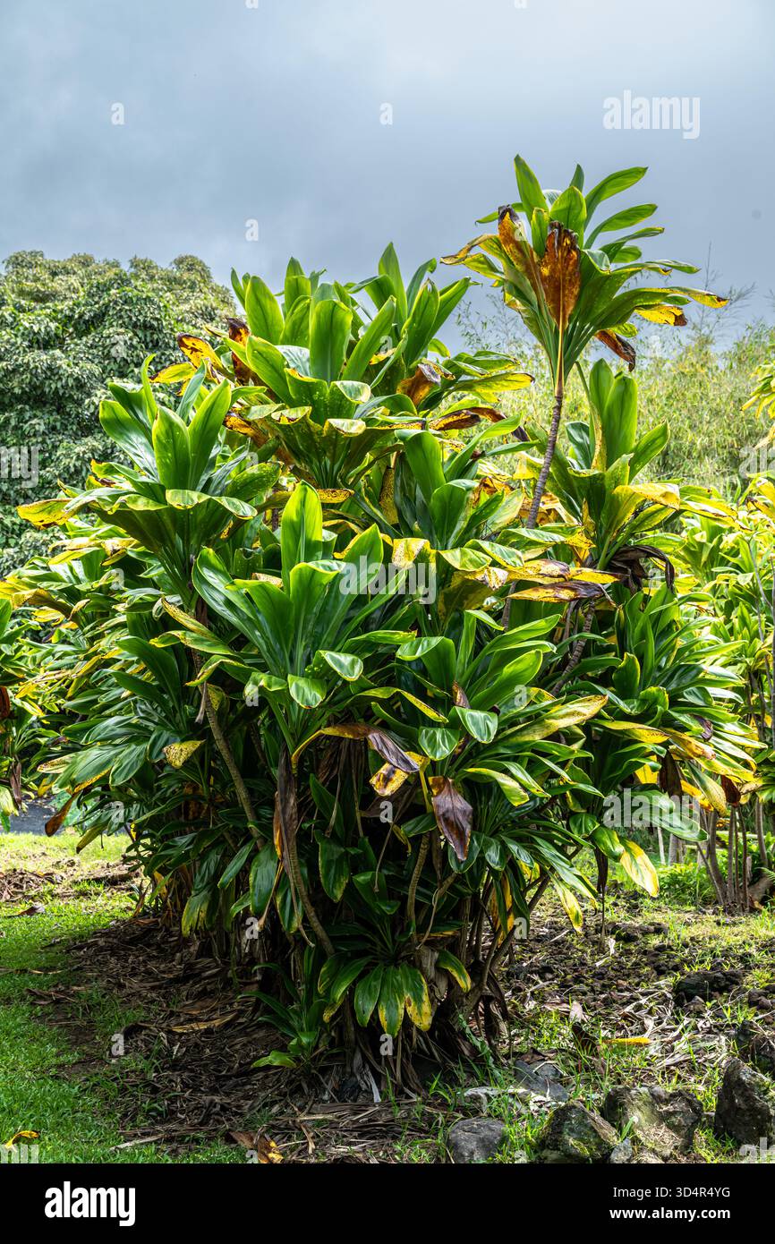 Ti (Cordyline fruticosa) Plants on Big Island, HI Stock Photo - Alamy