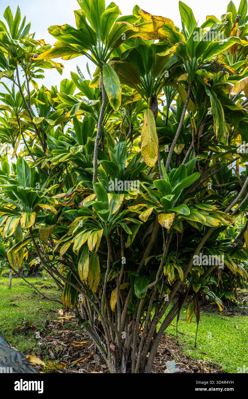 Ti (Cordyline fruticosa) Plants on Big Island, HI Stock Photo - Alamy