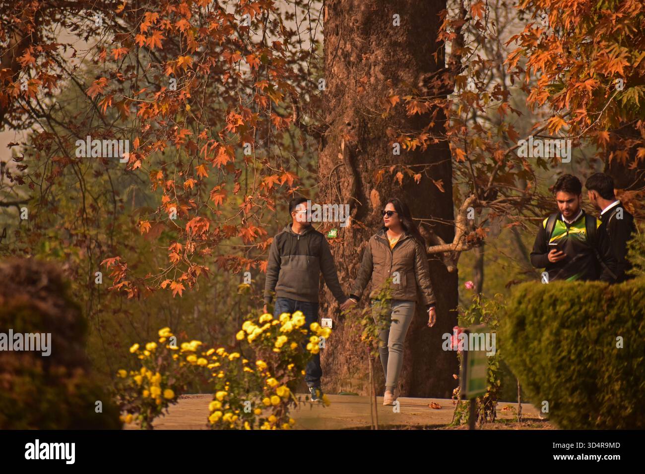 People attend the Mughal Gardens to enjoy walking under the Chinar ...
