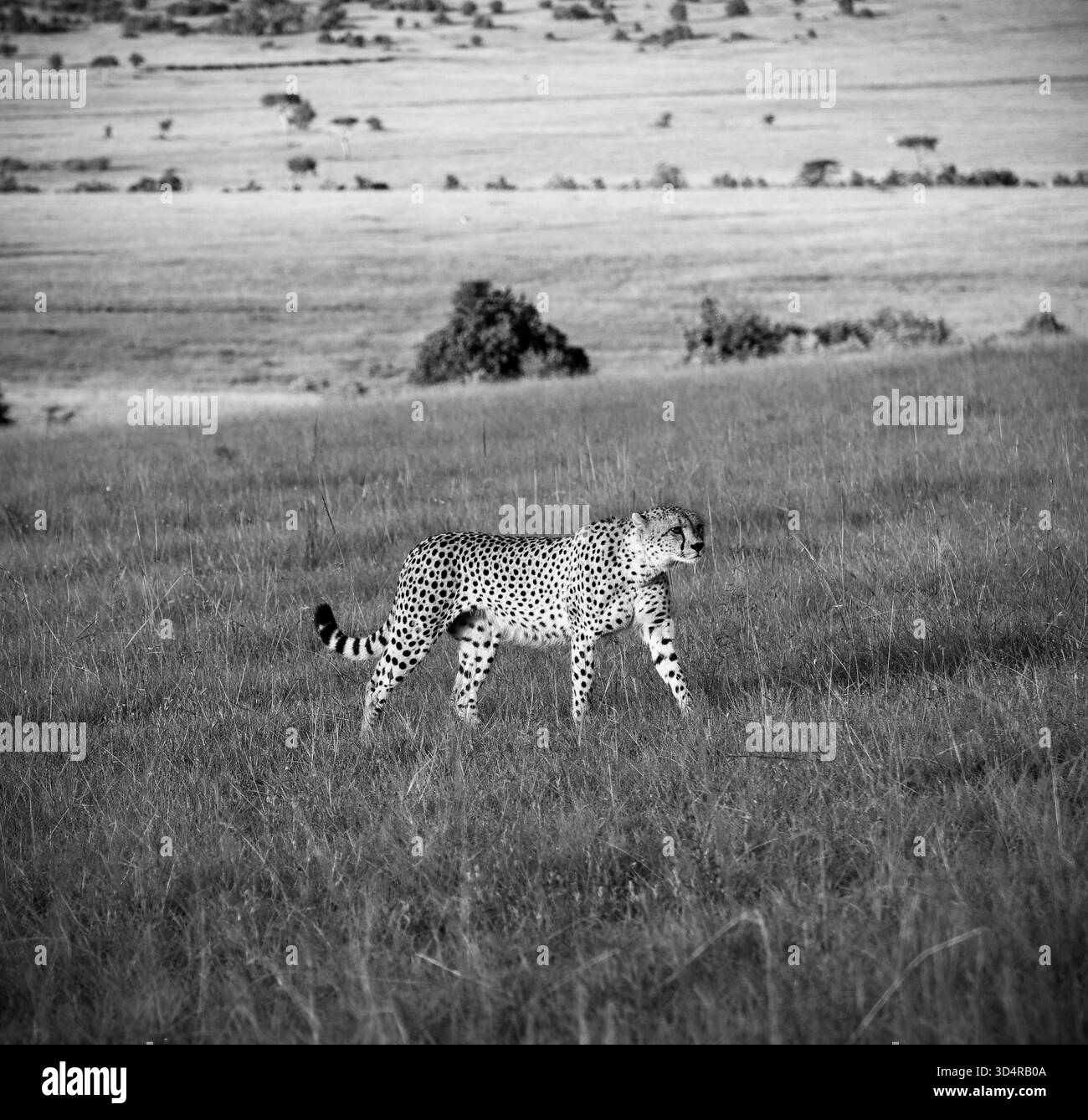 Cheetah walking gracefully across the lush green savannah of Masai Mara ...
