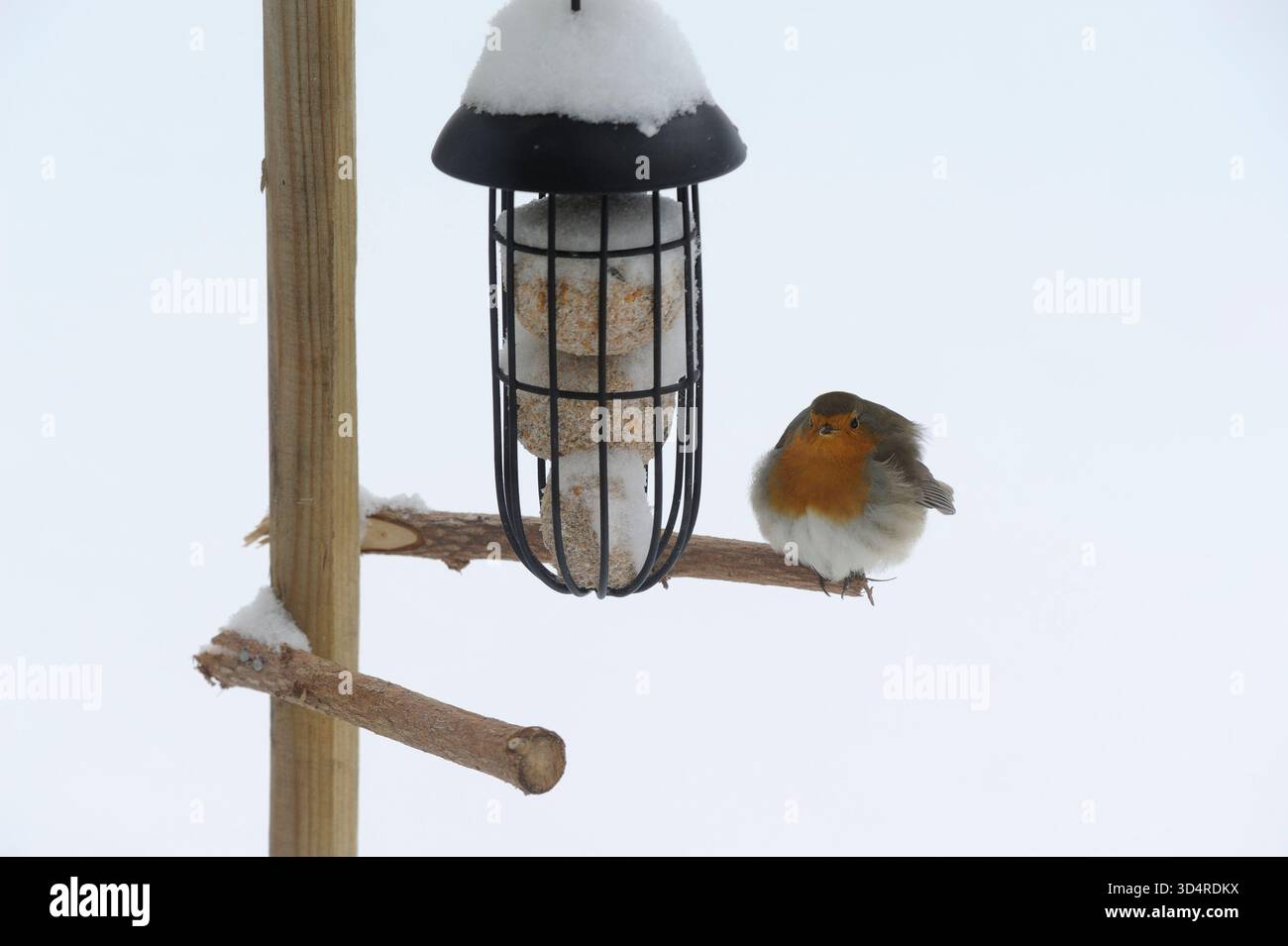 Fat robin hi-res stock photography and images - Alamy