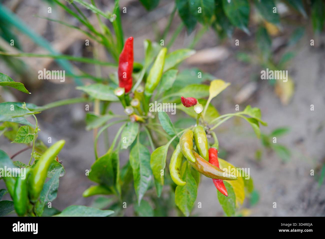 Pepper grows in the field and is very beautiful Stock Photo - Alamy