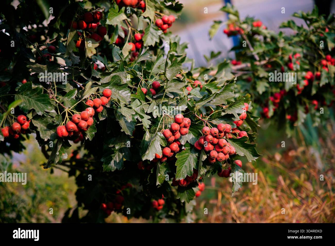 Mature hawthorn fruit hanging from branches in dense leaves. Natural ...