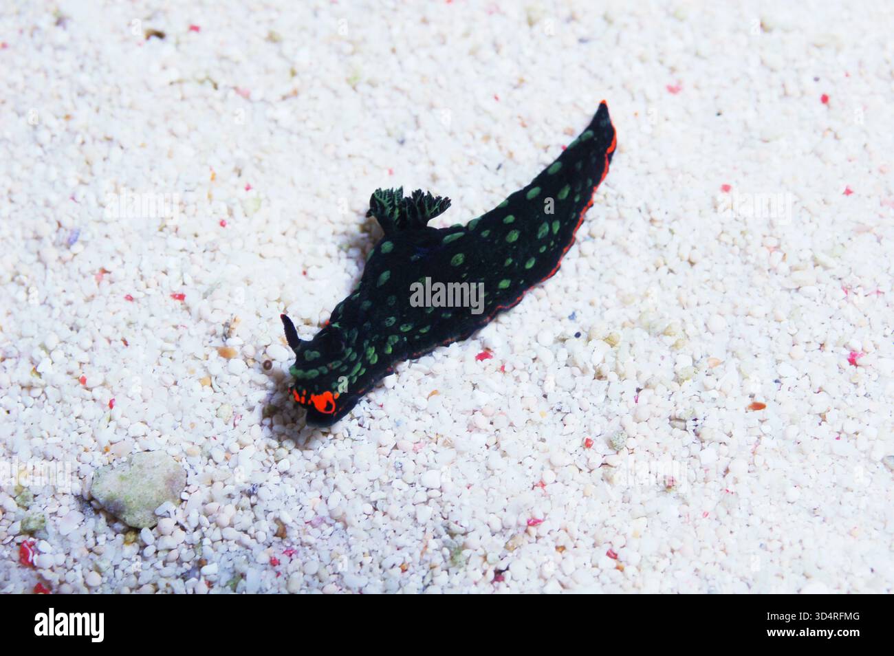 Cristata and nudibranch hi-res stock photography and images - Alamy