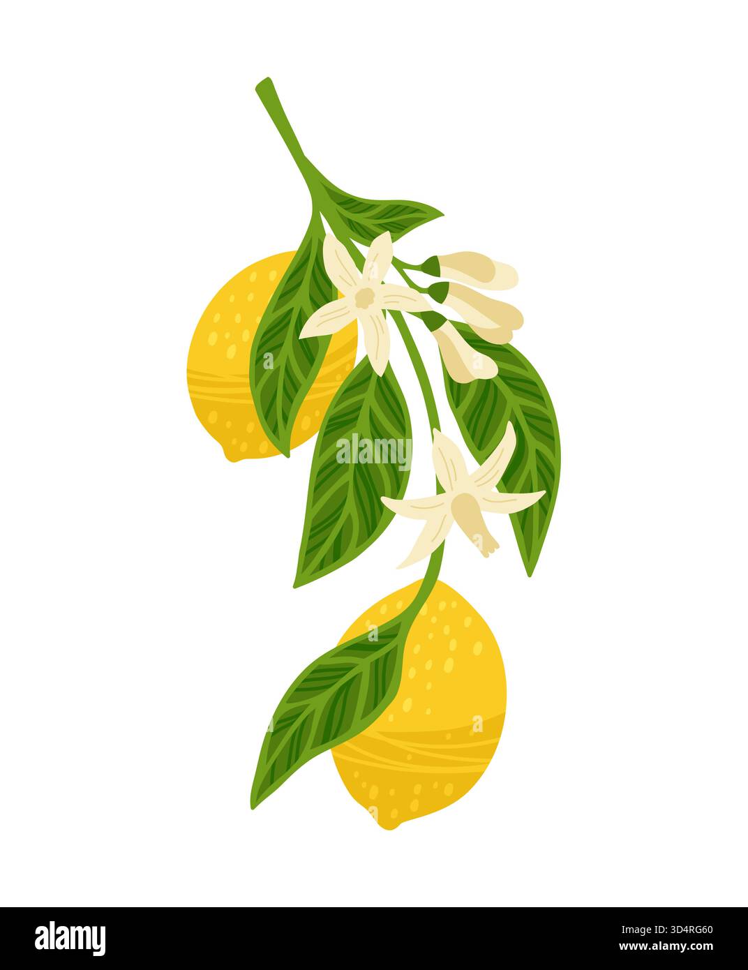 Fruit and bud Stock Vector Images - Alamy