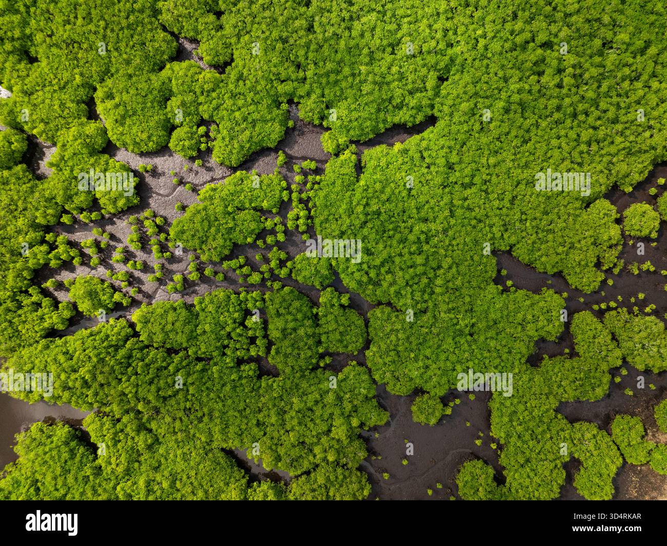 Top view of dense mangrove forest canopy with muddy terrain. Siargao ...