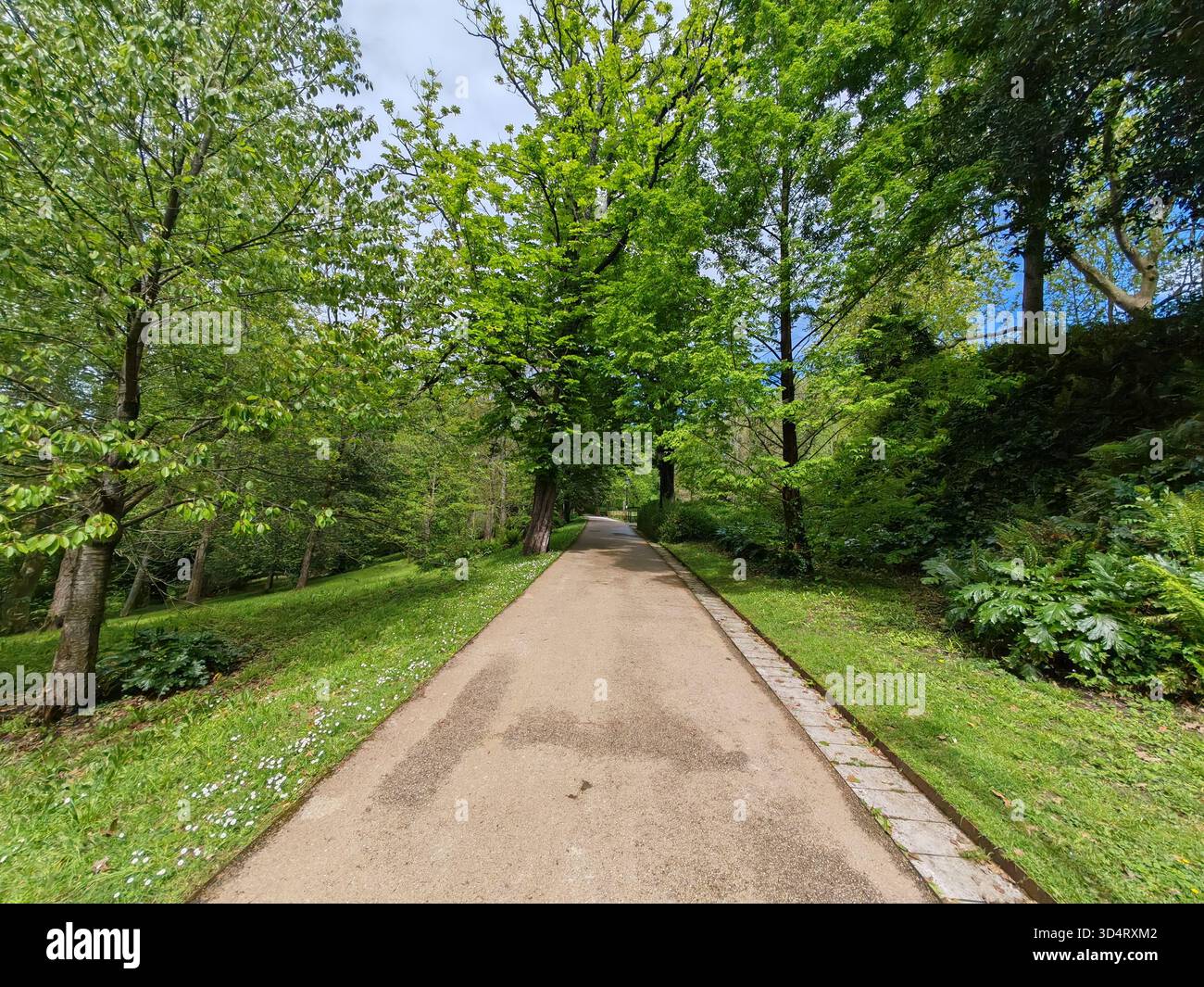 Shaded forest path hi-res stock photography and images - Alamy