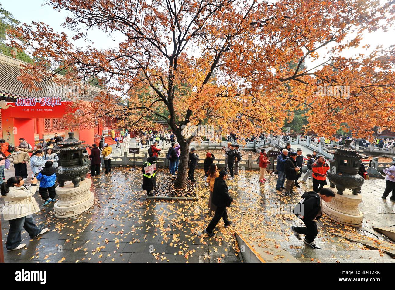 Red maple trees at the Fragrant Hills Park in Beijing, China, 9 ...