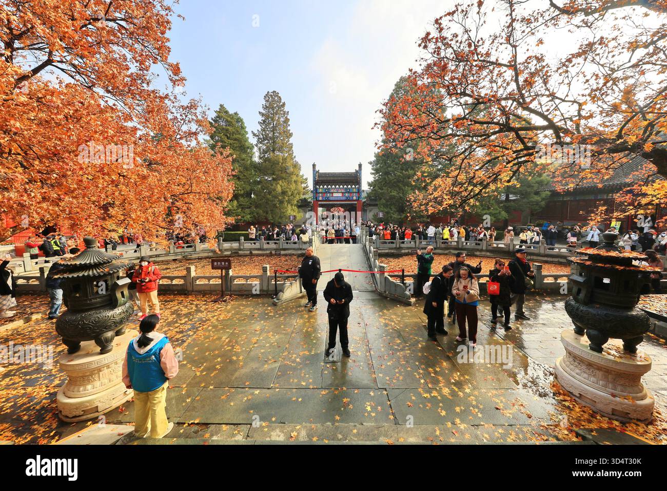 Red maple trees at the Fragrant Hills Park in Beijing, China, 9 ...