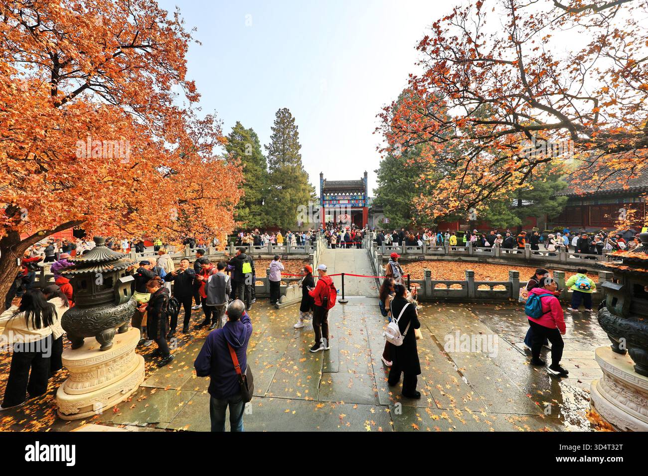 Red maple trees at the Fragrant Hills Park in Beijing, China, 9 ...