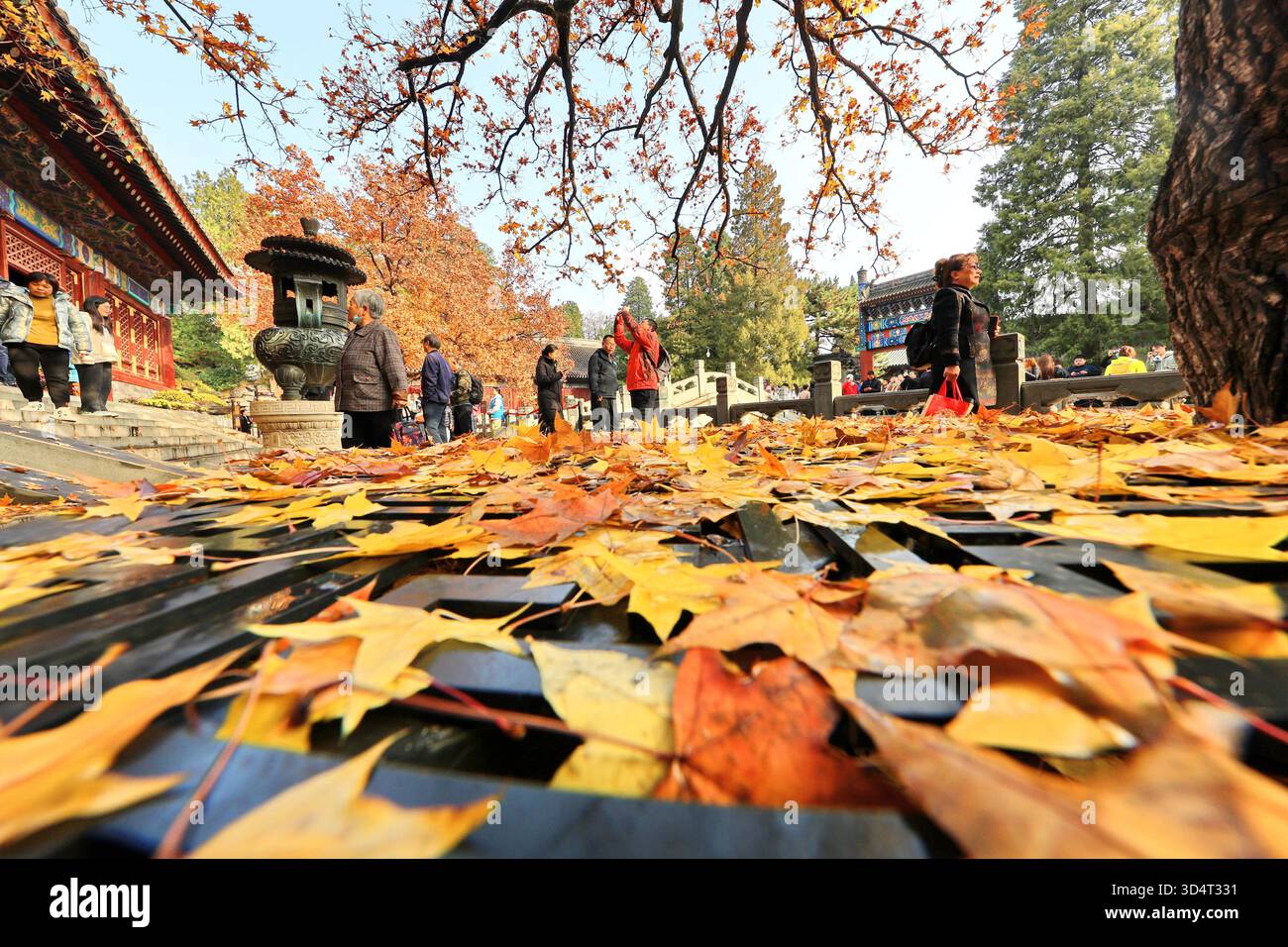 Red maple trees at the Fragrant Hills Park in Beijing, China, 9 ...