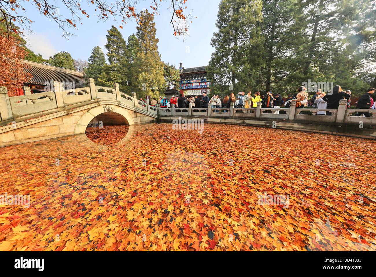 Red maple trees at the Fragrant Hills Park in Beijing, China, 9 ...