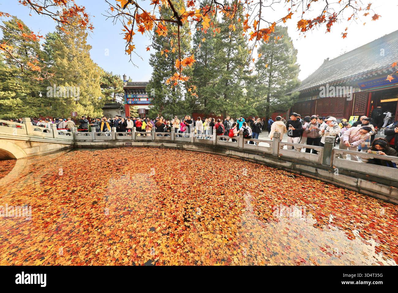 Red maple trees at the Fragrant Hills Park in Beijing, China, 9 ...