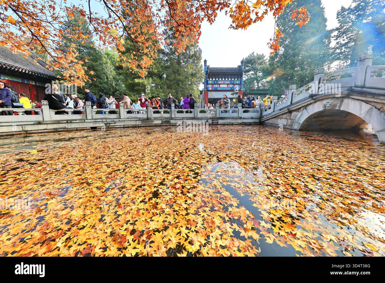 Red maple trees at the Fragrant Hills Park in Beijing, China, 9 ...