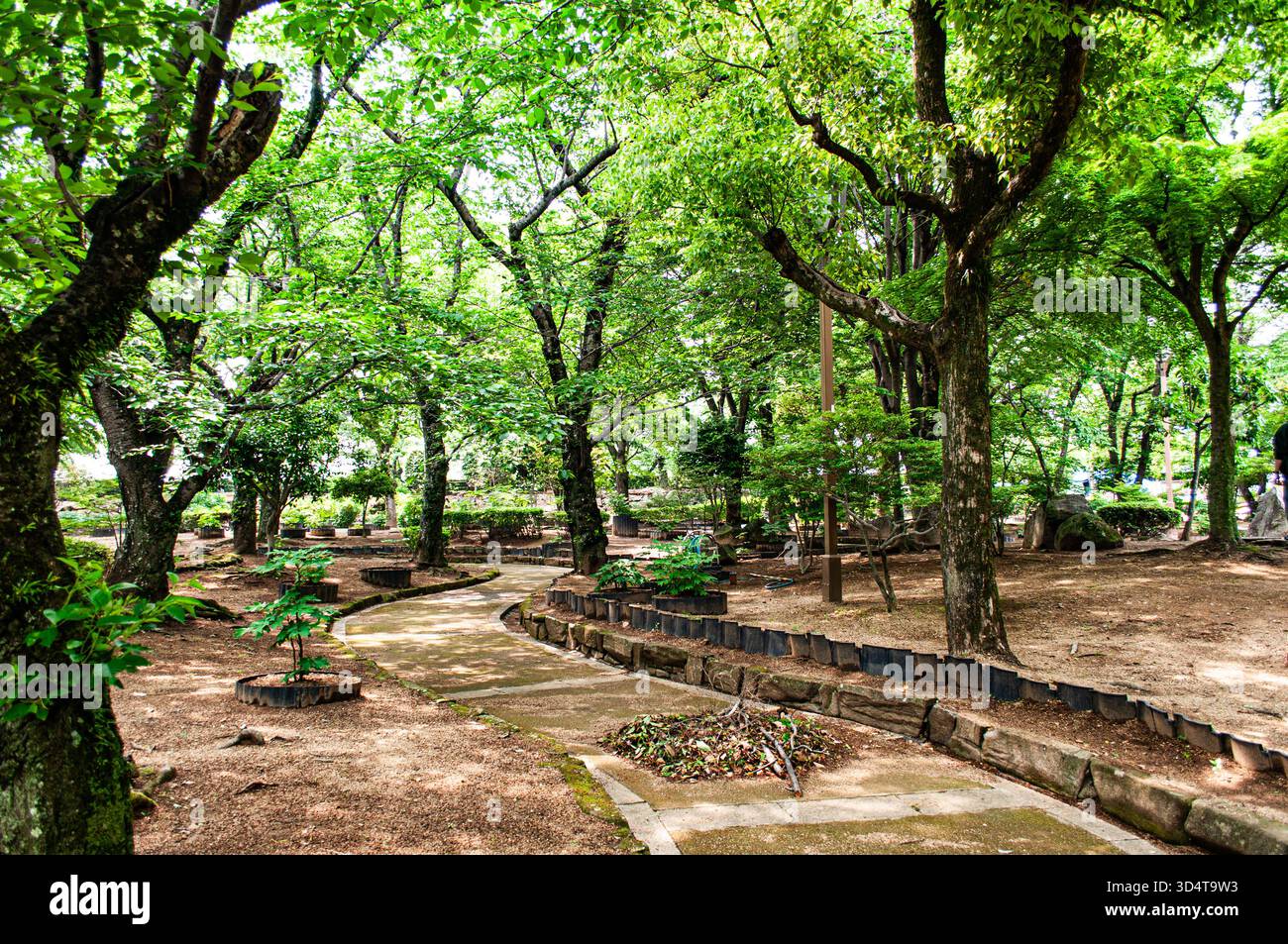 Shaded forest area hi-res stock photography and images - Alamy