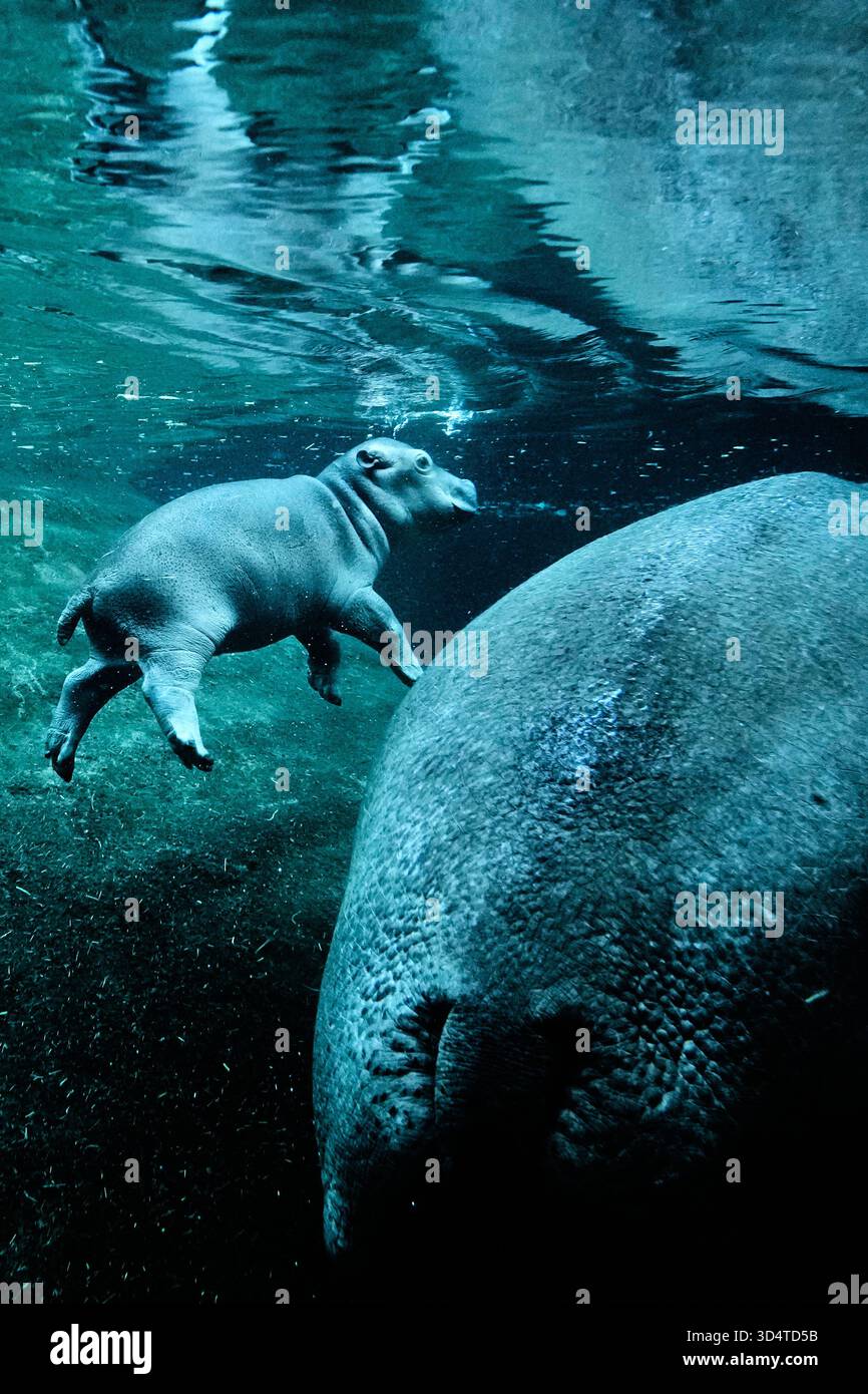 FILE - A hippo calf, born in September, explores the large water basin ...