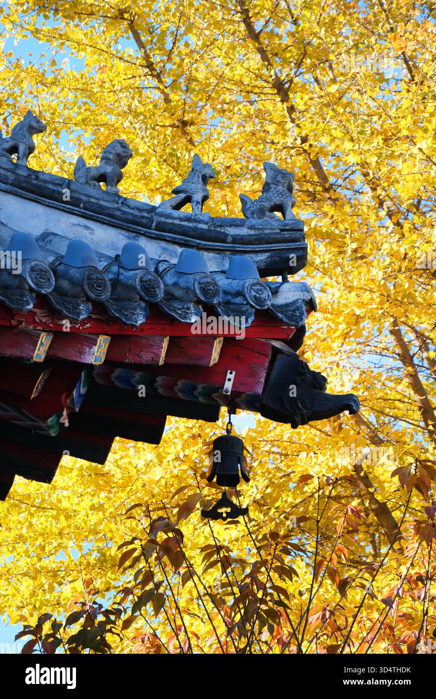 Golden ginkgo trees at a temple in Shenyang City, northeast China's ...