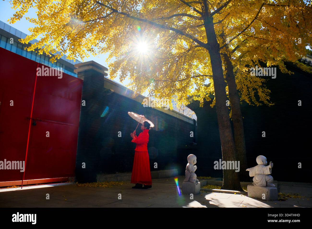 Golden ginkgo trees at a temple in Shenyang City, northeast China's ...