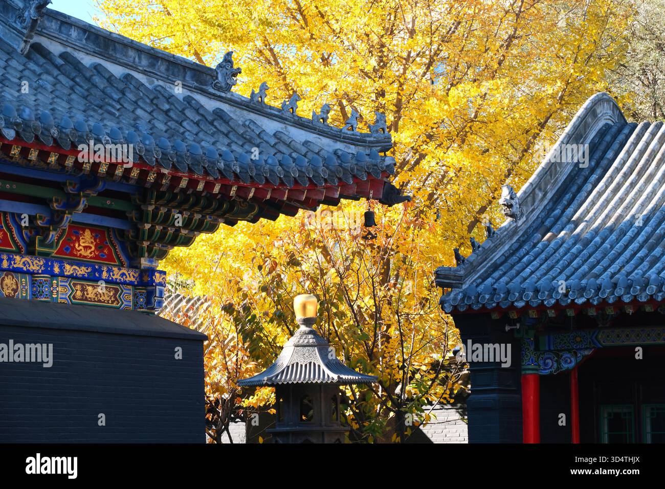 Golden ginkgo trees at a temple in Shenyang City, northeast China's ...