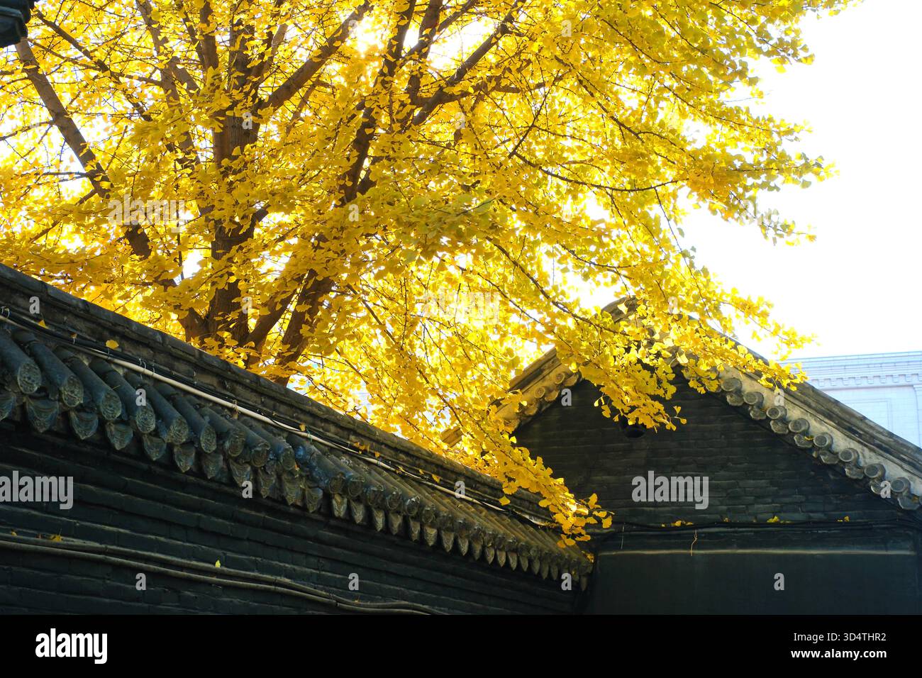 Golden ginkgo trees at a temple in Shenyang City, northeast China's ...