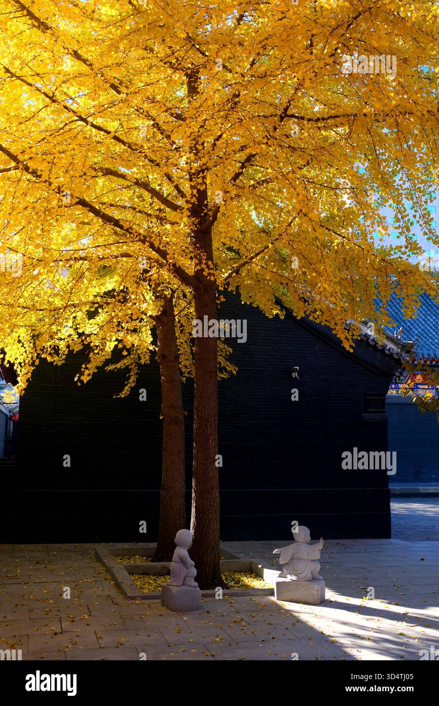 Golden ginkgo trees at a temple in Shenyang City, northeast China's ...