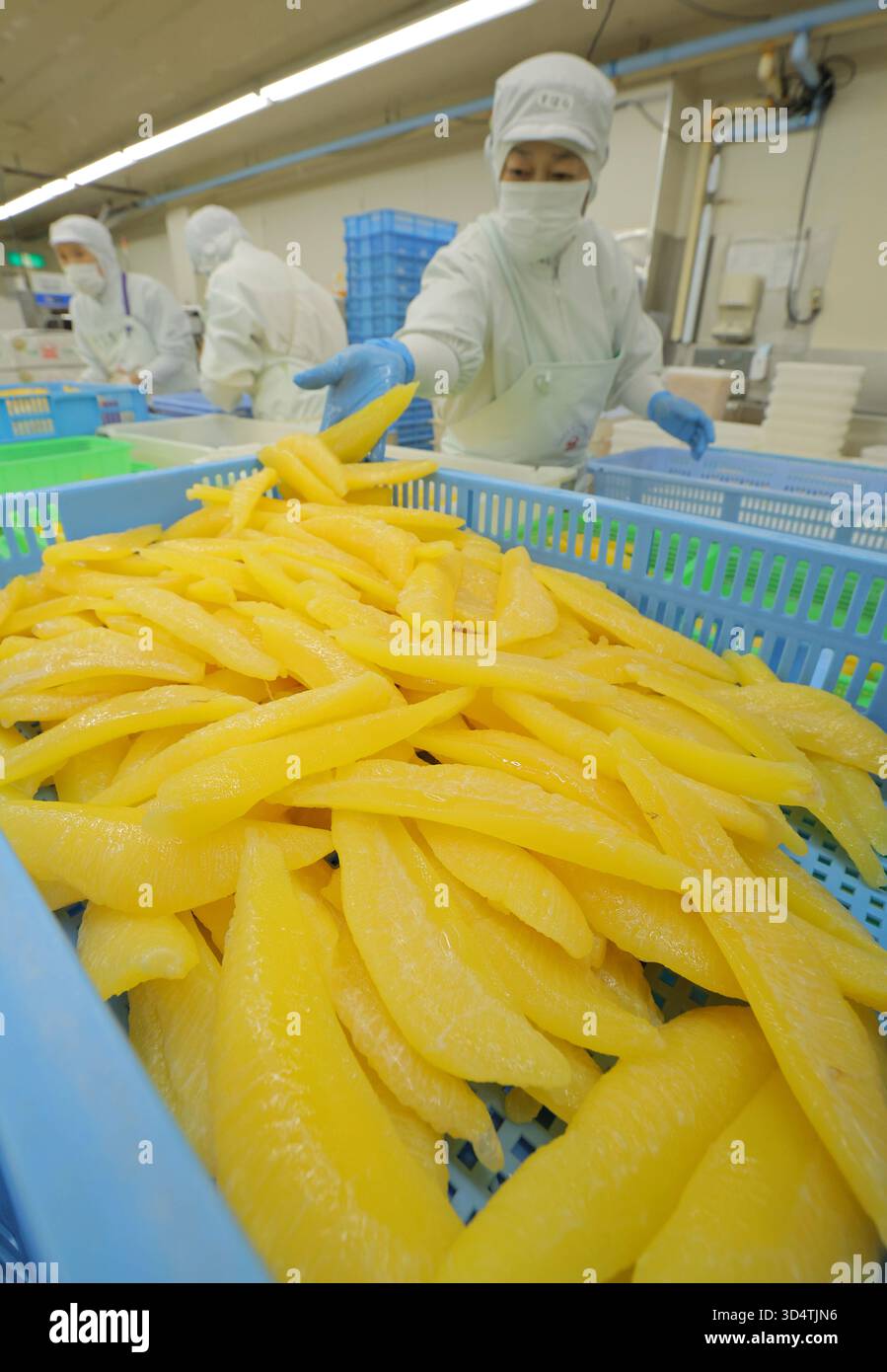 Employees sort out salted-herring roe, also known as "kazunoko" in ...