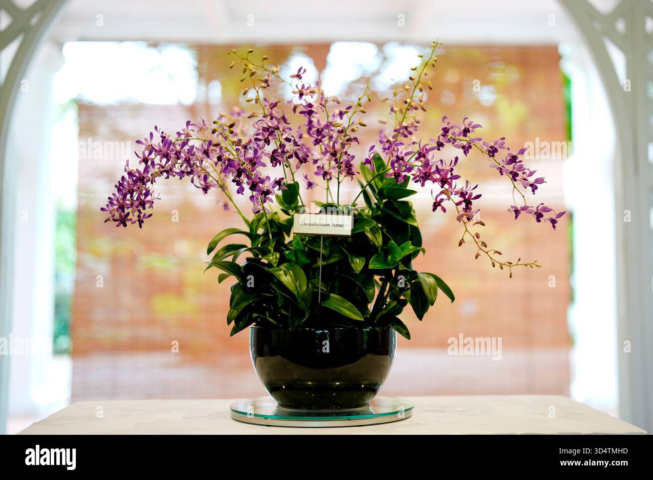 The 'Dendrobium Anne' orchid, named after the Princess Royal at the ...