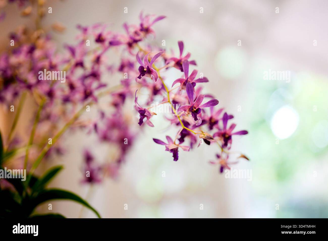 The 'Dendrobium Anne' orchid, named after the Princess Royal at the ...