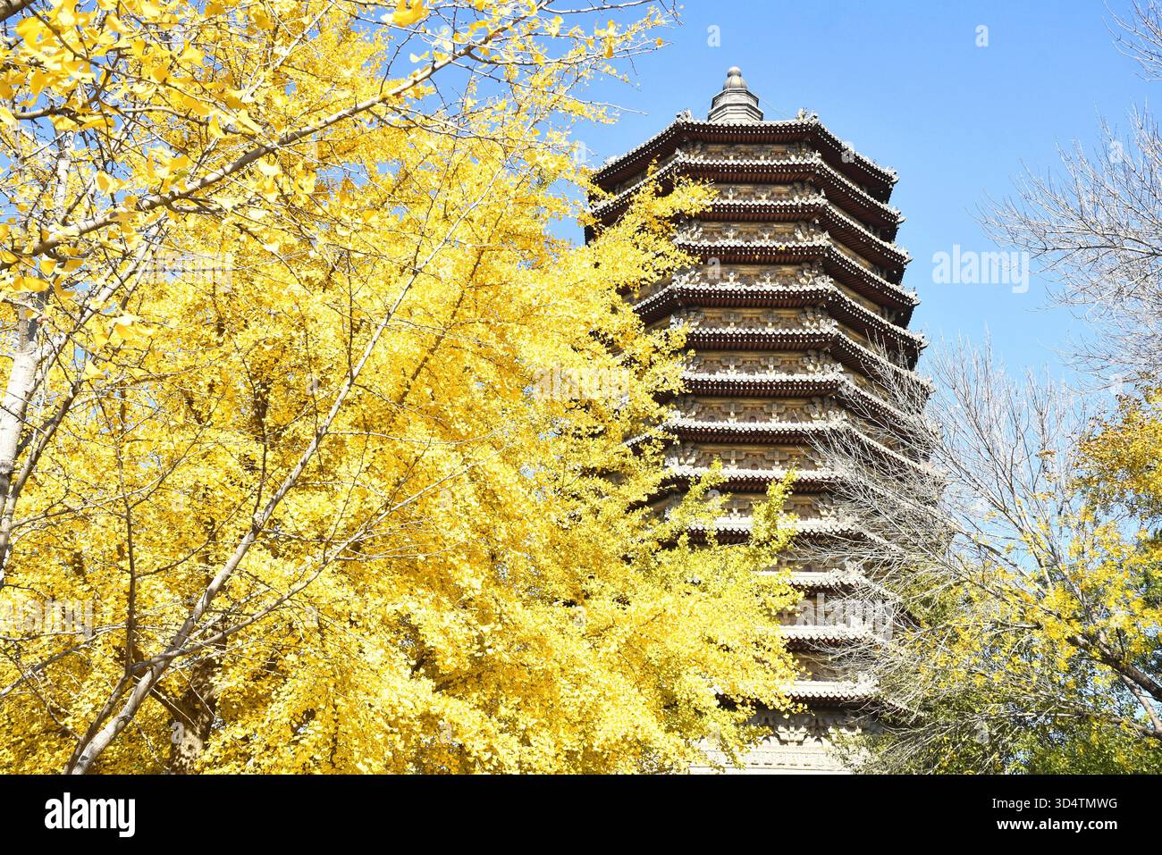 Ginkgo trees at Linglong Park enter the best viewing time in Beijing ...