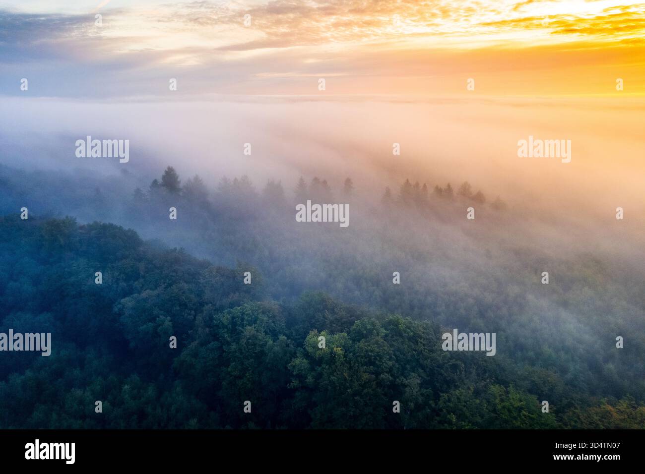 Aerial view foggy treetops rolling hi-res stock photography and images ...
