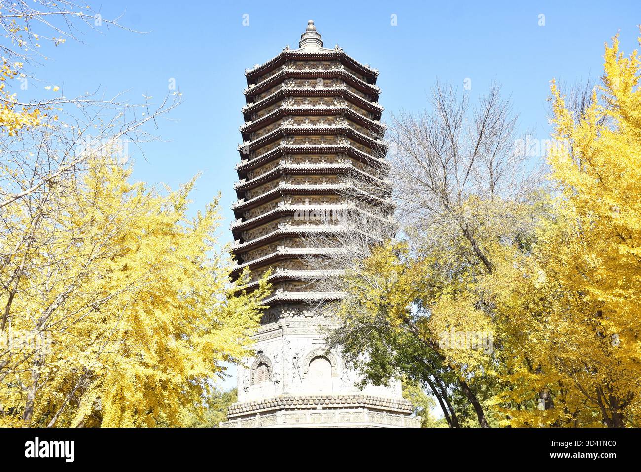 Ginkgo trees at Linglong Park enter the best viewing time in Beijing ...