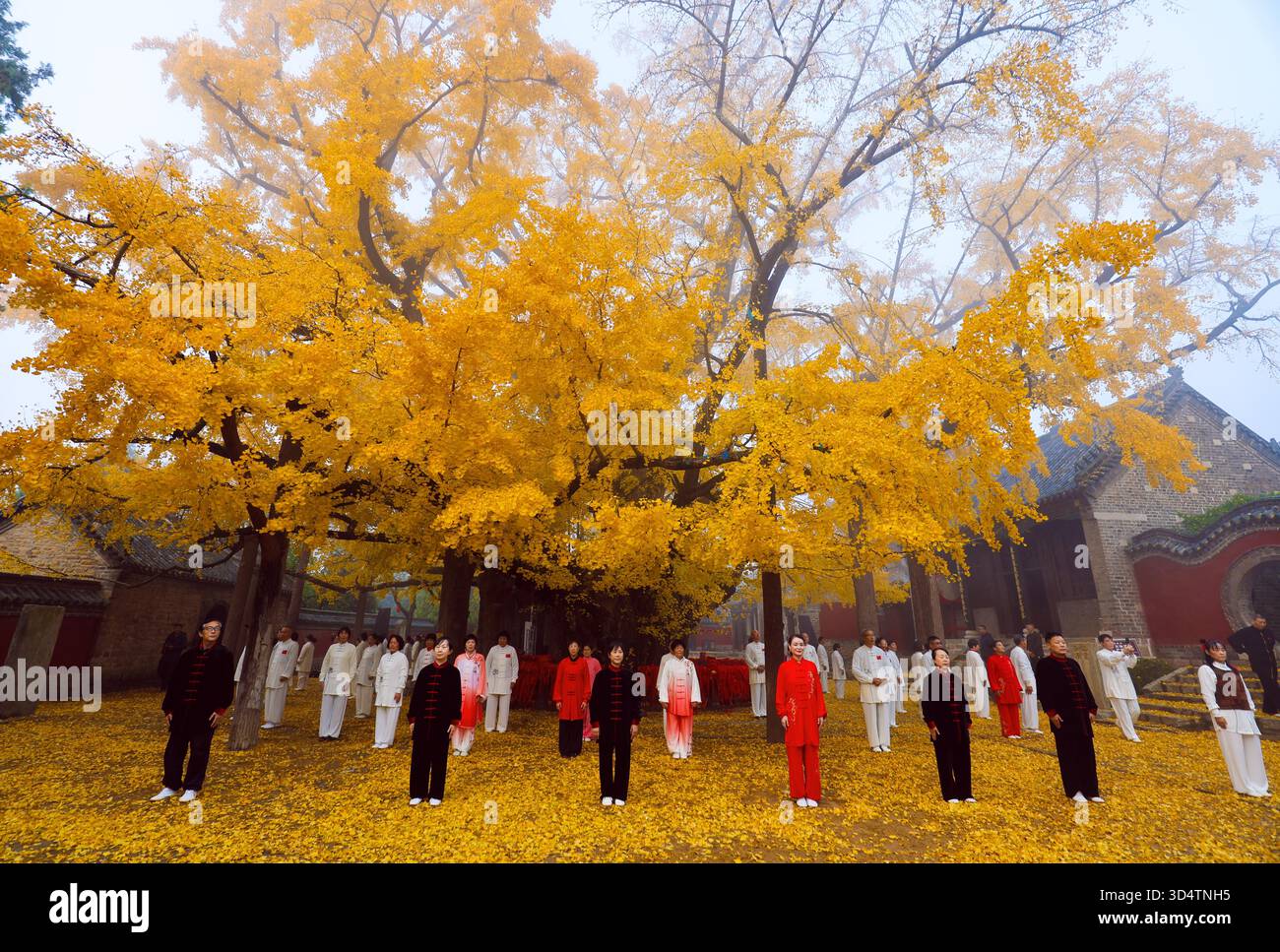 A 4,000-year-old ginkgo tree attracts tourists in Rizhao City, east ...