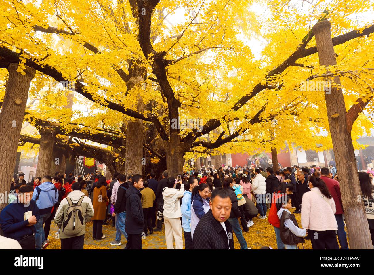 A 4,000-year-old ginkgo tree attracts tourists in Rizhao City, east ...