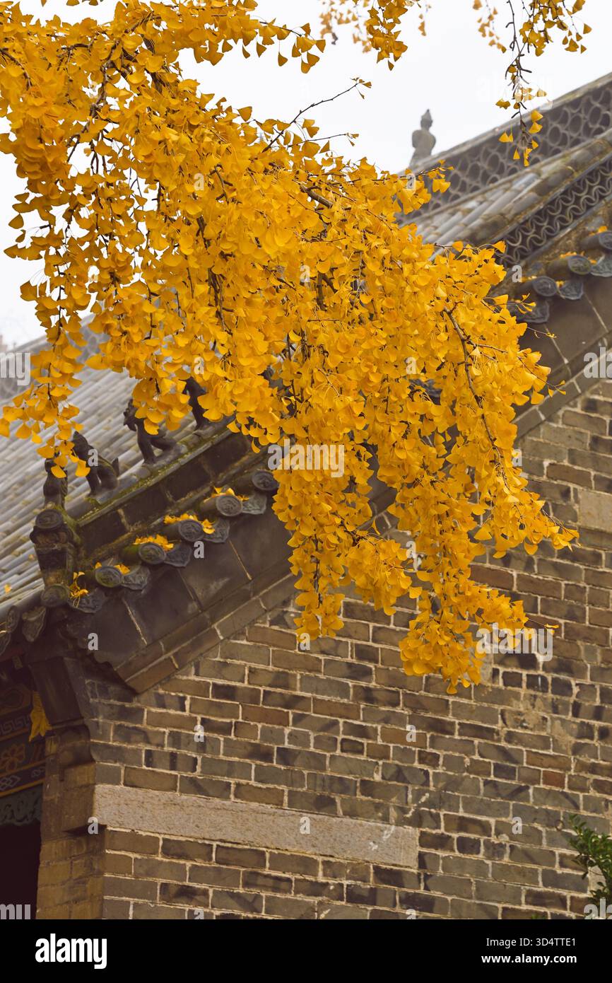 A 4,000-year-old ginkgo tree attracts tourists in Rizhao City, east ...