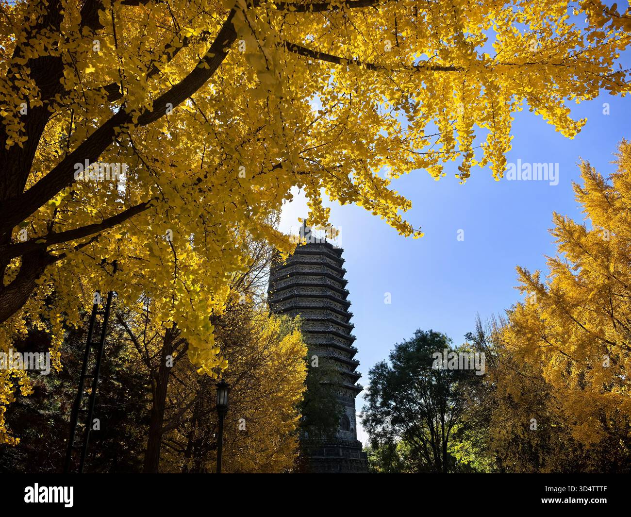 Ginkgo trees at Linglong Park enter the best viewing time in Beijing ...