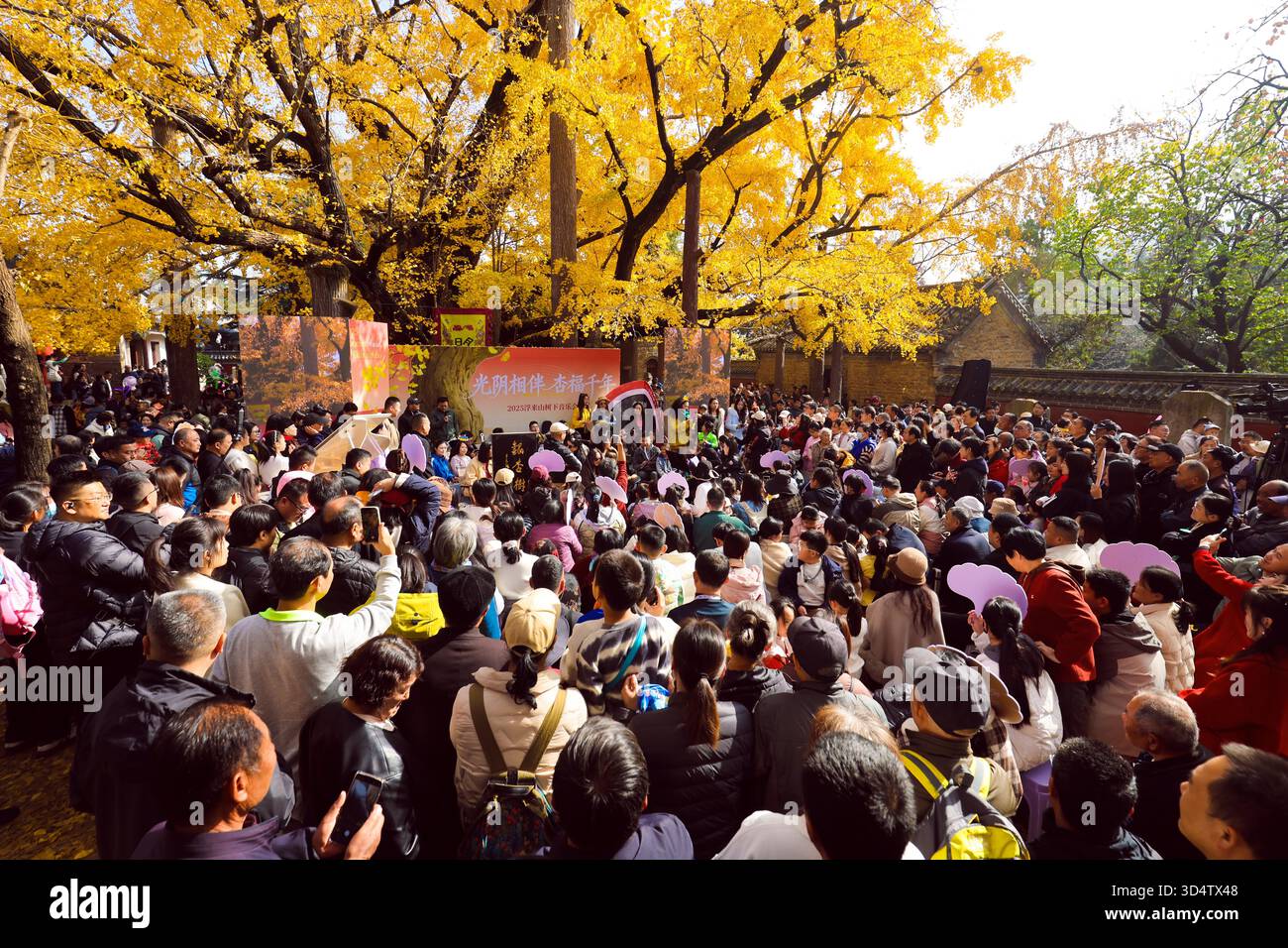 A 4,000-year-old ginkgo tree attracts tourists in Rizhao City, east ...