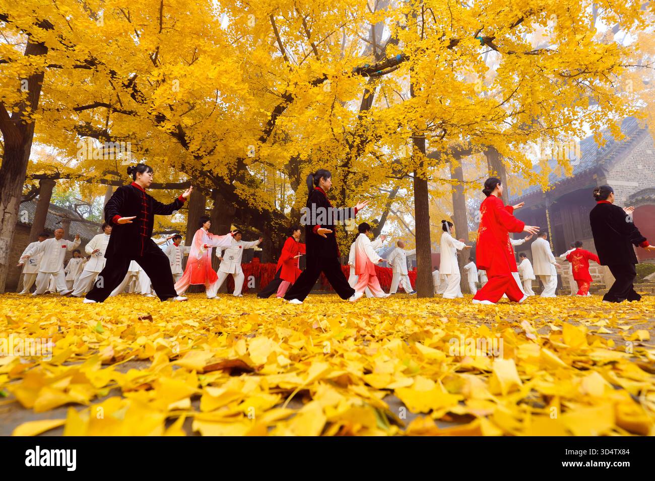 A 4,000-year-old ginkgo tree attracts tourists in Rizhao City, east ...
