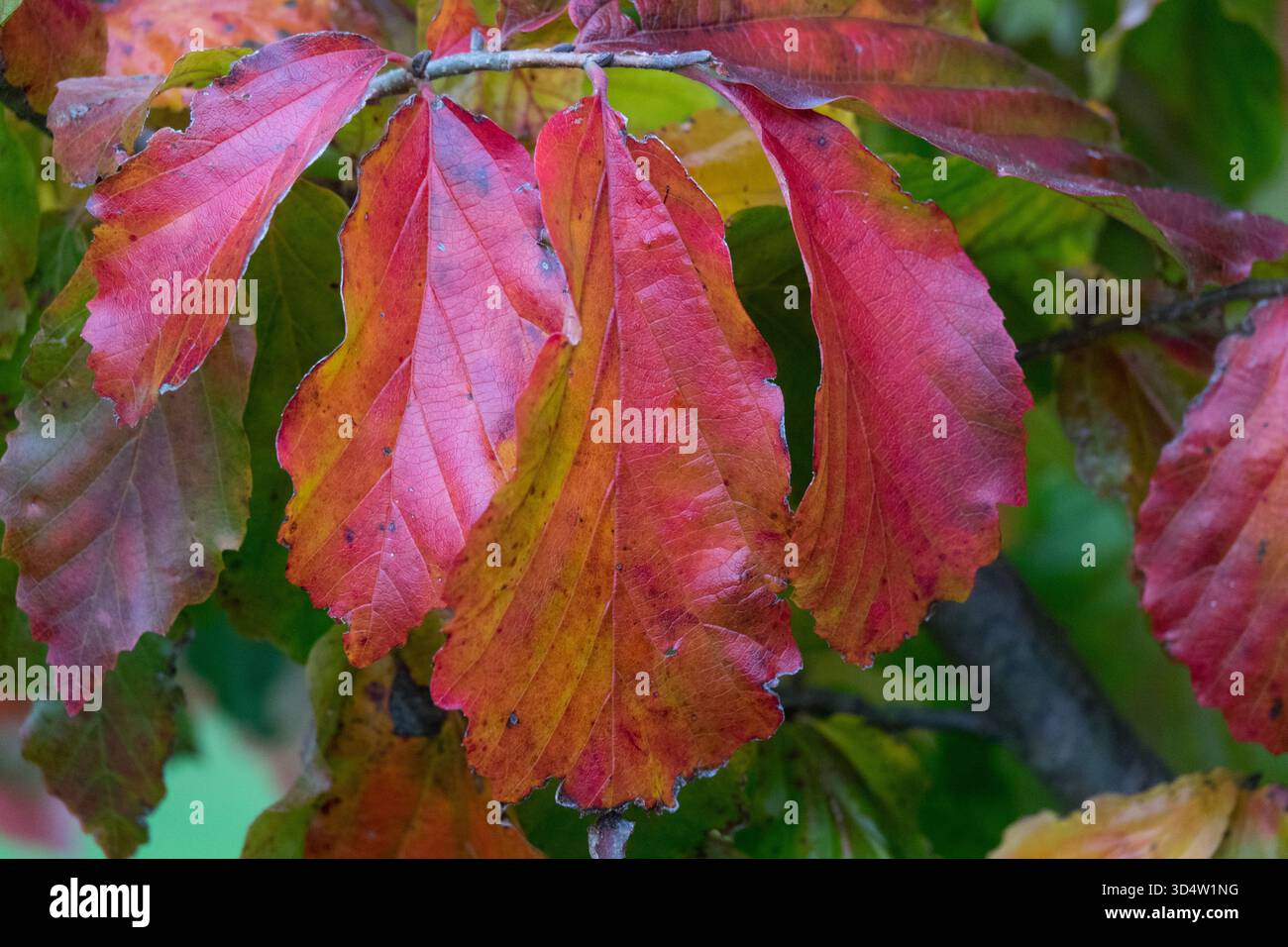 Persian witch hazel hi-res stock photography and images - Alamy