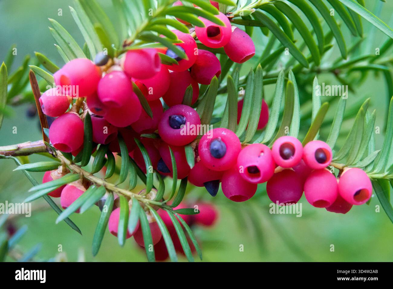 Yew hi-res stock photography and images - Alamy