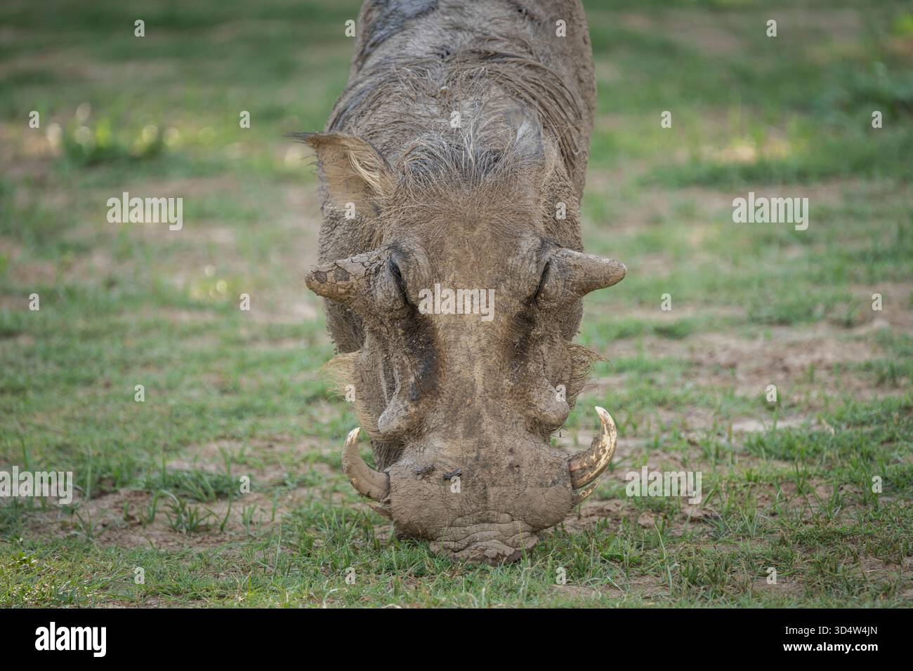 Warthog eating (Phacochoerus africanus) green grass while kneeling ...