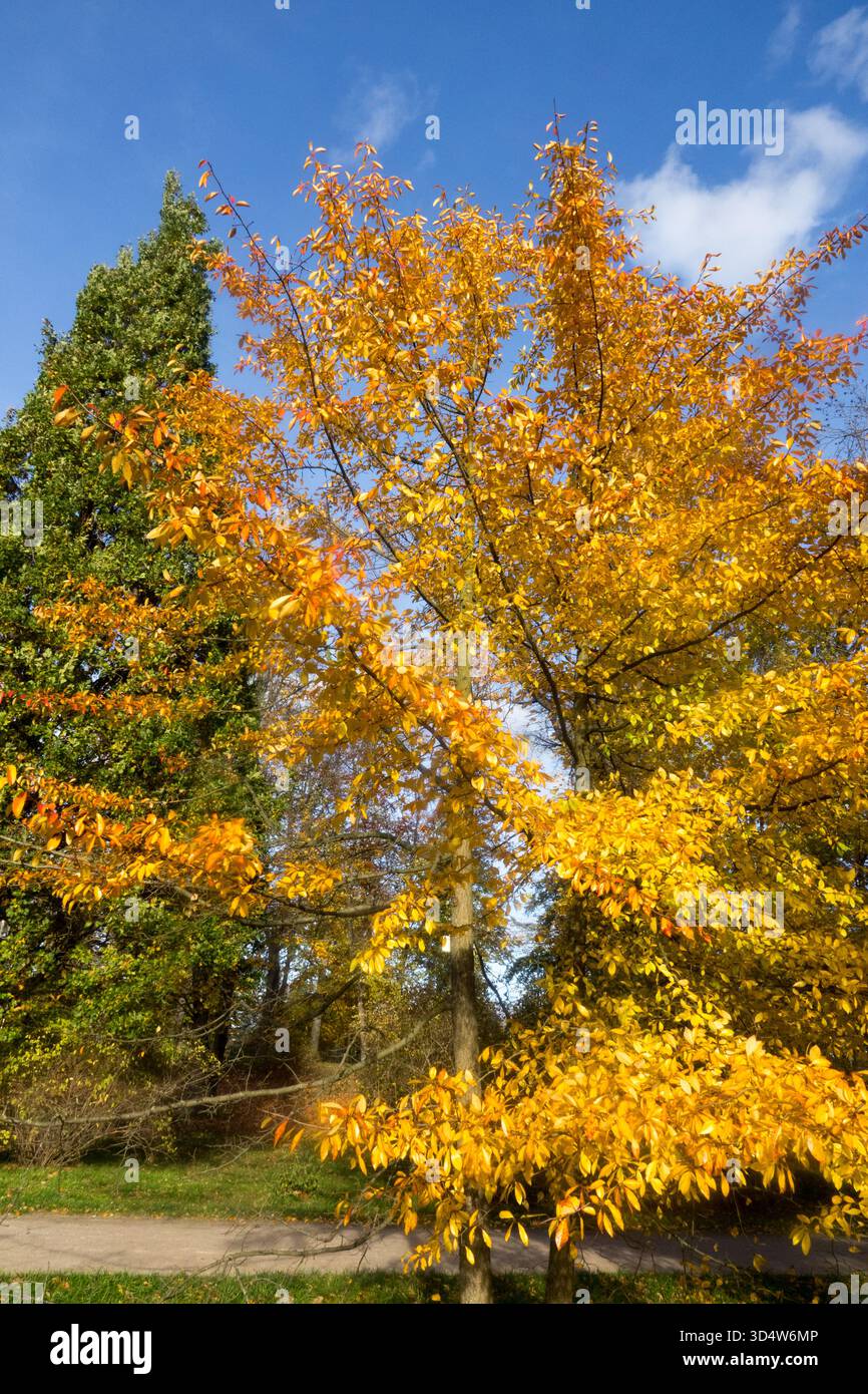 Nyssa sylvatica autumn Black Tupelo tree Stock Photo - Alamy